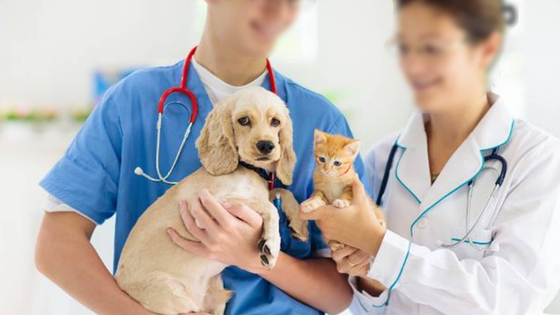 Acacia Animal Hospital FAQs